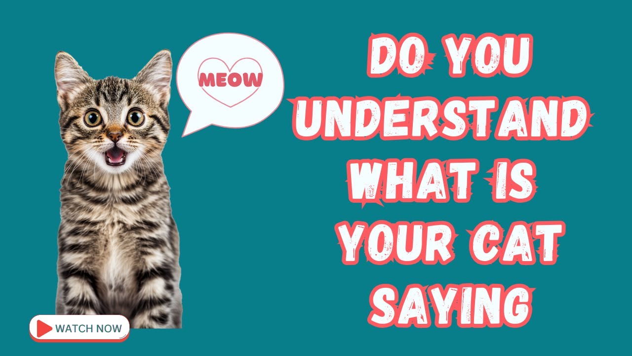 Decoding the Secret Language of Your Cat What Their Meows Really Mean!