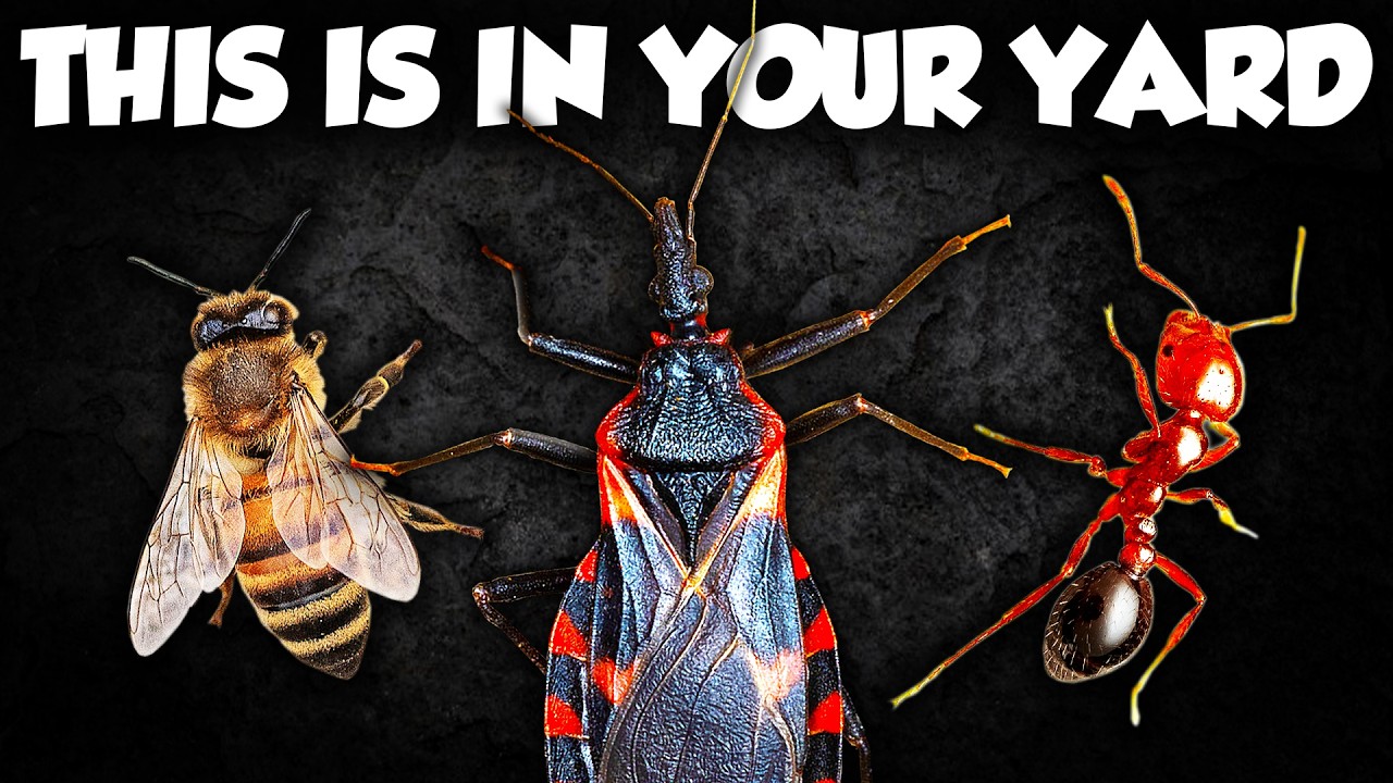 These are the Most DANGEROUS Insects in the US