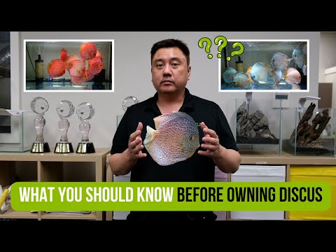 What you should know before owning Discus | A beginner's guide to Discus