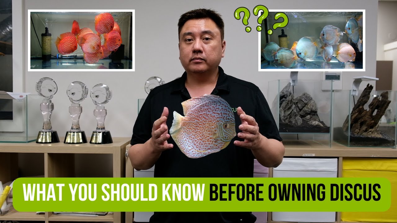 What you should know before owning Discus | A beginner's guide to Discus