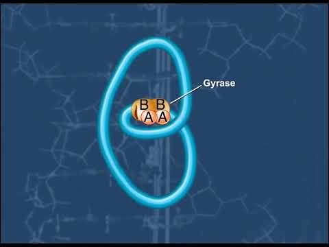 Action of DNA Gyrase HD Animation