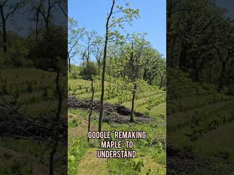 Building my own maple supply
