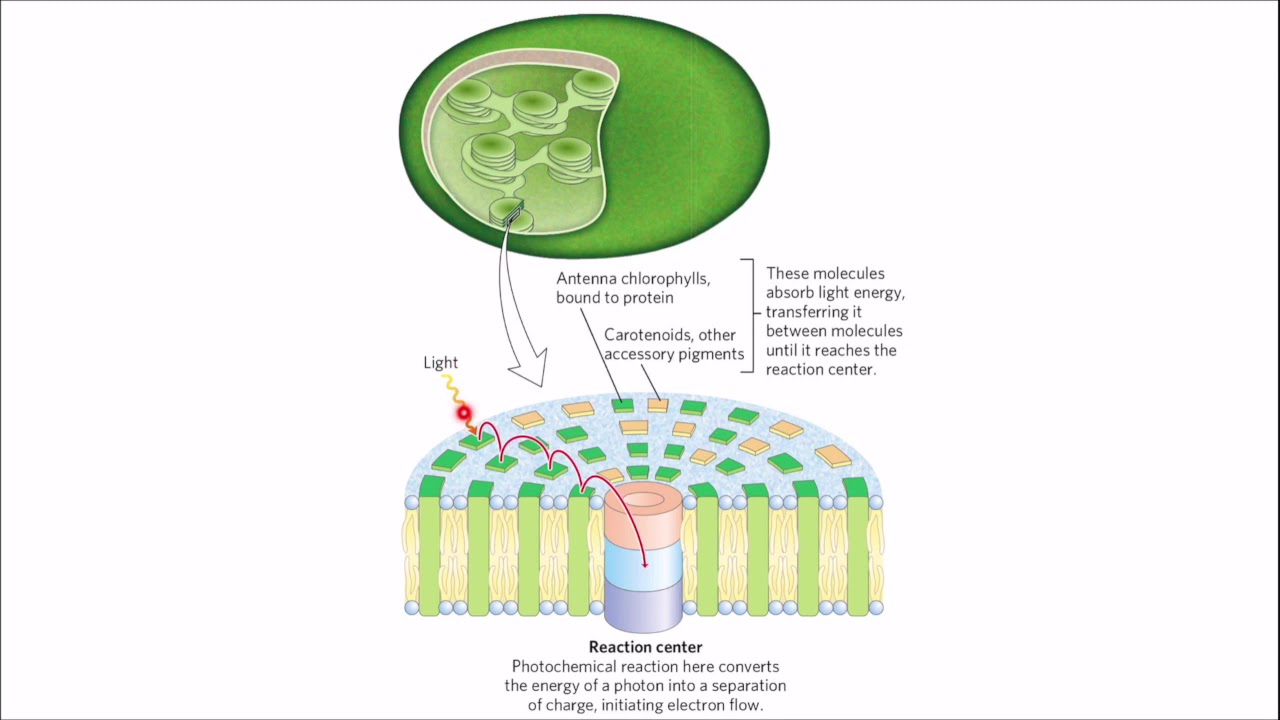 Light Harvesting Complexes (LHC)