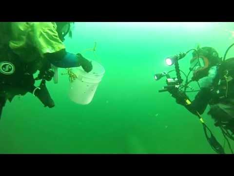 Release of Scarlet the Giant Pacific Octopus-MaST Center. Puget Sound