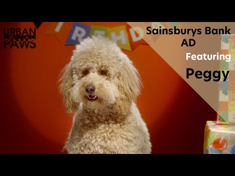 Sainsburys Bank featuring Peggy the Standard Poodle