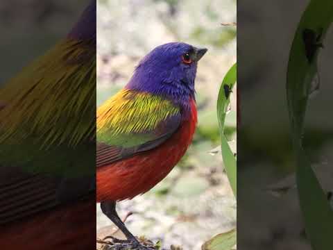 The Painted Bunting is the Most Colorful Bird at Circle B Bar Reserve