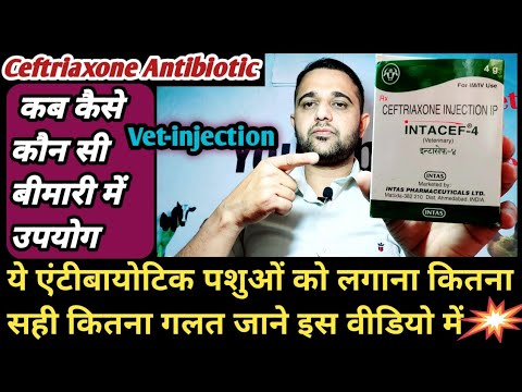 Ceftriaxone Injection, Ceftriaxone Sodium Injection : View Uses, Side ...