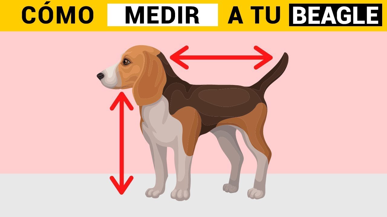 ¿Cómo medir a tu beagle?