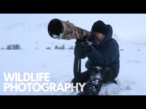 Waited 4 YEARS for this // WILDLIFE PHOTOGRAPHY - Nikon Z9 in the field - Muskox in snow blizzard
