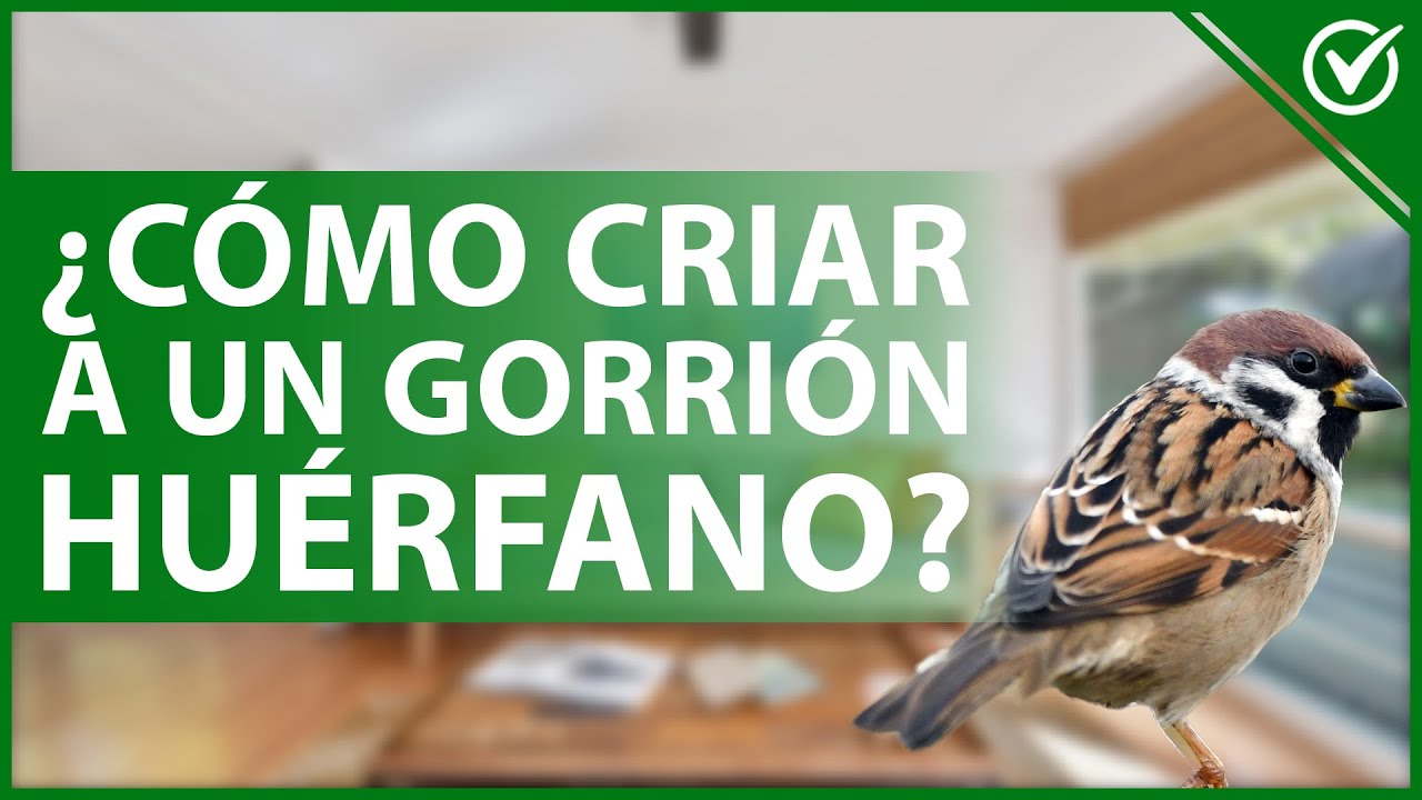 🐦 How to Raise an Orphaned Sparrow Properly - Food and More 🥺🐦