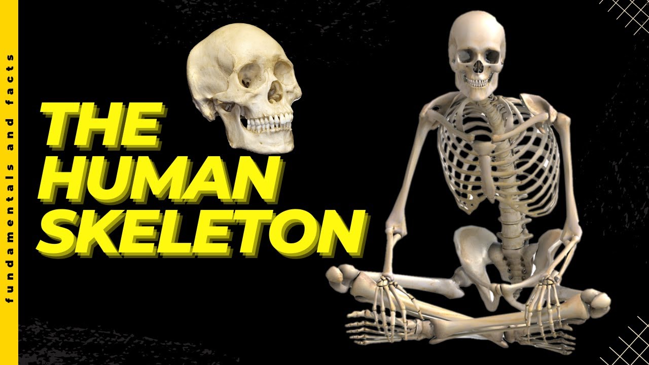 The Human Skeleton: Exploring Our Body’s Framework