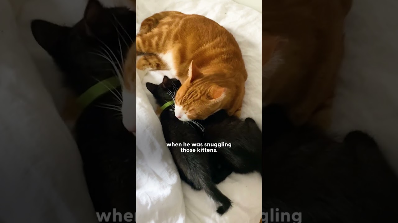 Feral Cat Rescued Before A Snowstorm Falls In Love With Foster Kittens | The Dodo