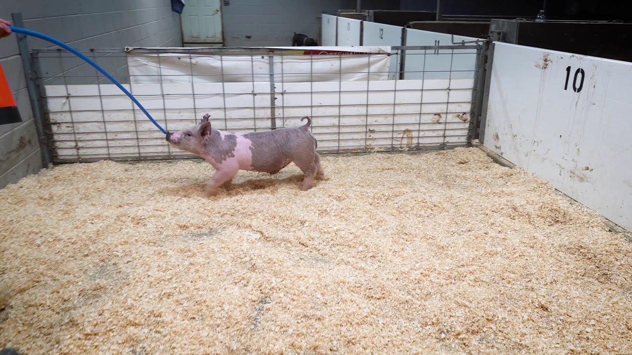 Ottenwalter Showpigs | 10/19/20 | 136-1