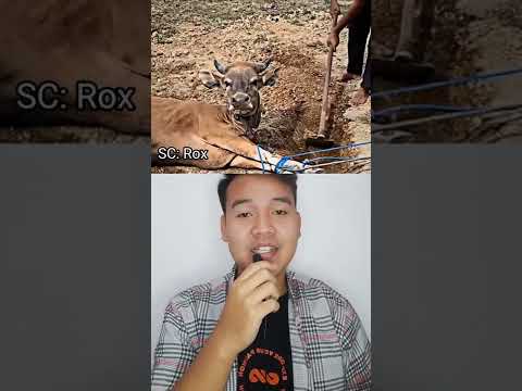 Sapi Ini Seperti Rela Di Jadikan Hewan Qurban!!?? #shorts #iduladha #harirayaqurban