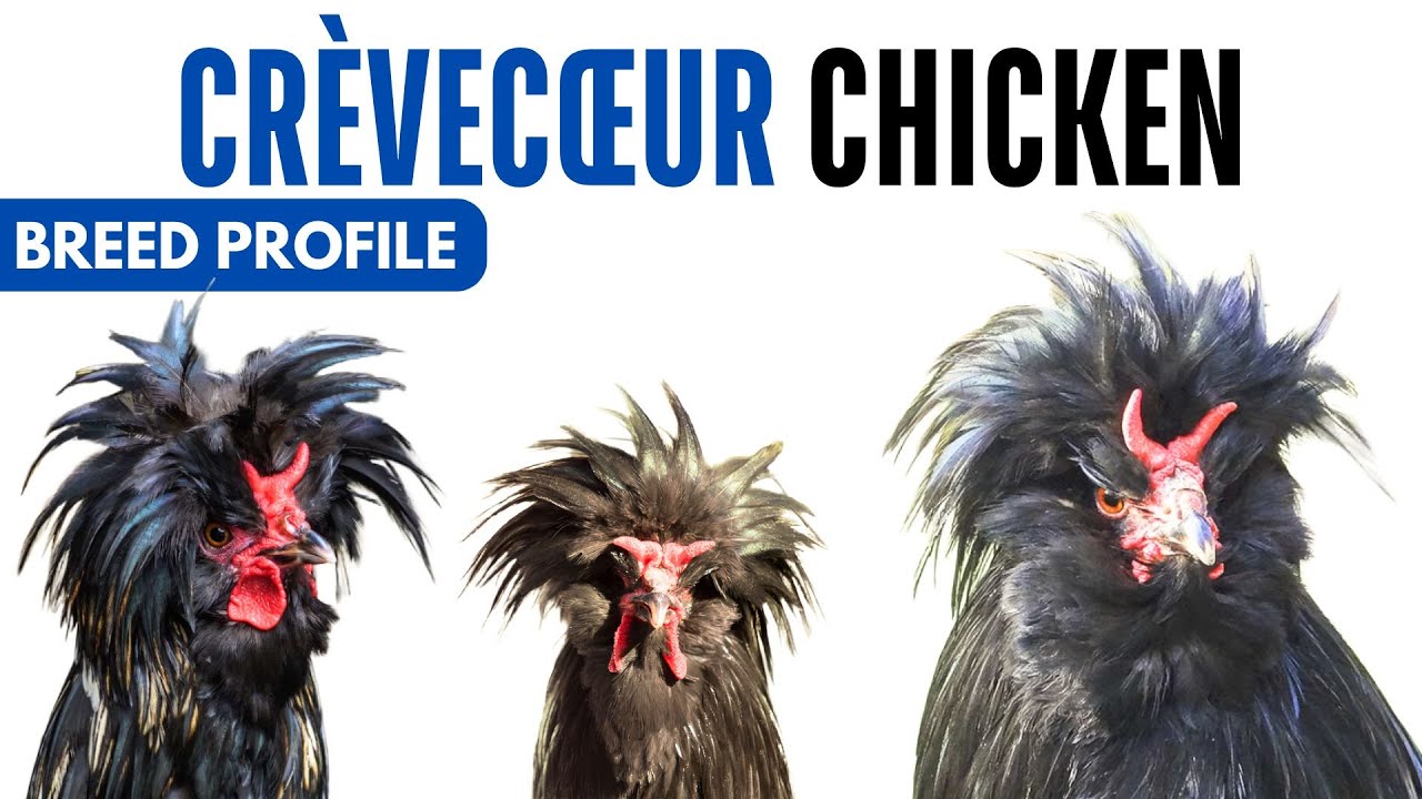 Crevecoeur Chicken Breed Profile History Health Issues - Crèvecœur Chicken Egg Ratio Lifespan
