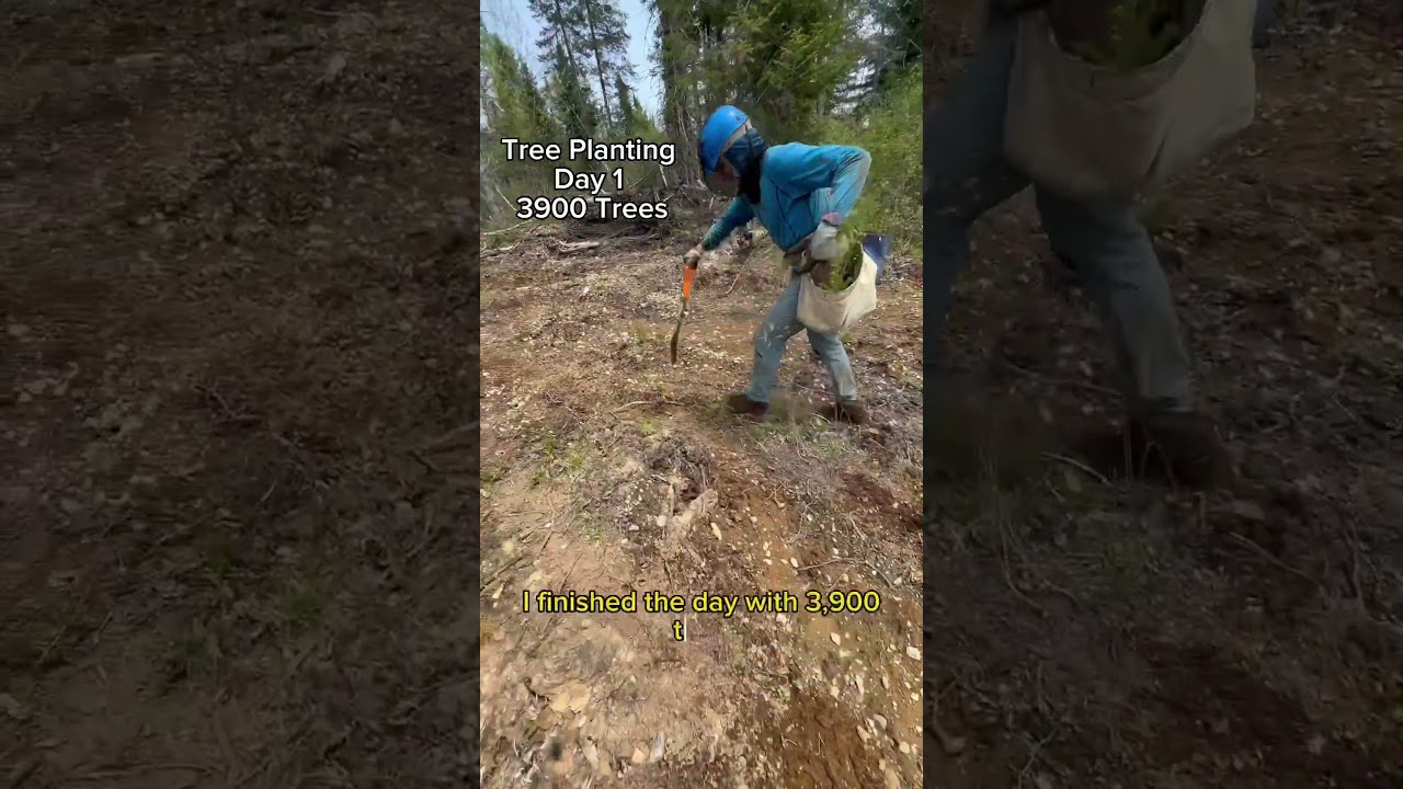 104$ an hour planting trees