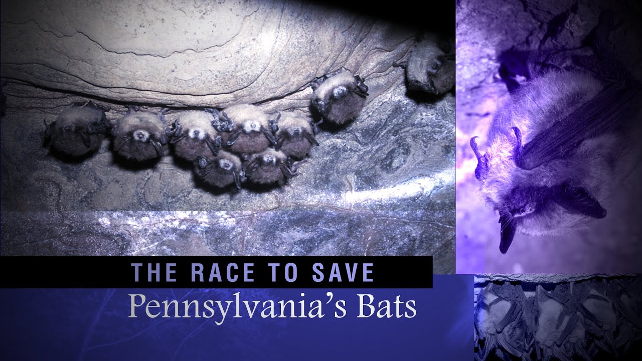Bats in Philadelphia: Night Flyers of October