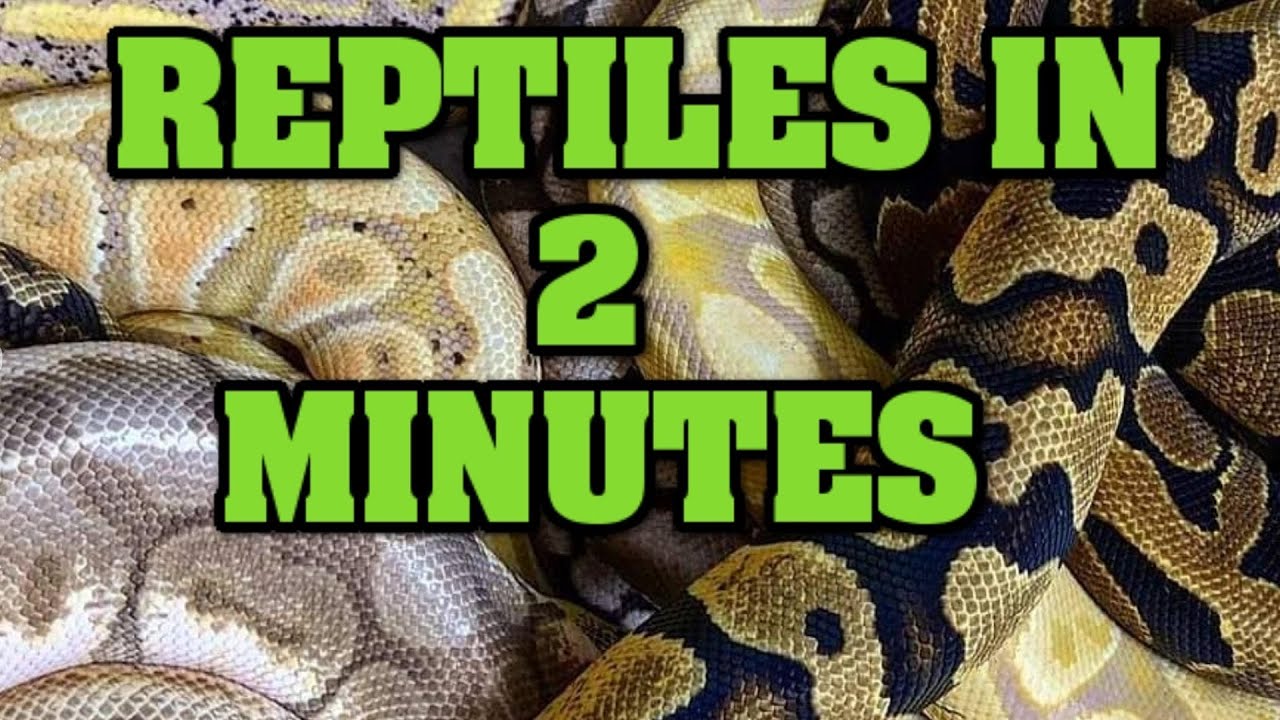 All about  blood pythons!  Our blood python short!