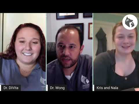 What is Horner's Syndrome in Dogs? || LIVE Q & A