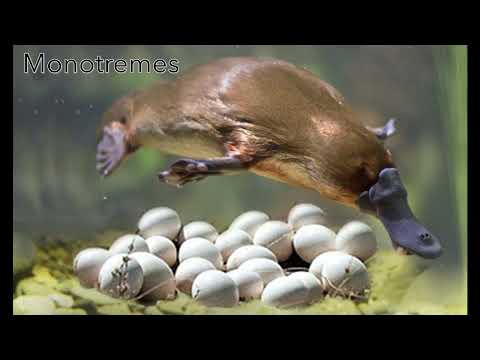 How Retroviruses Created the Placenta: Easier Version
