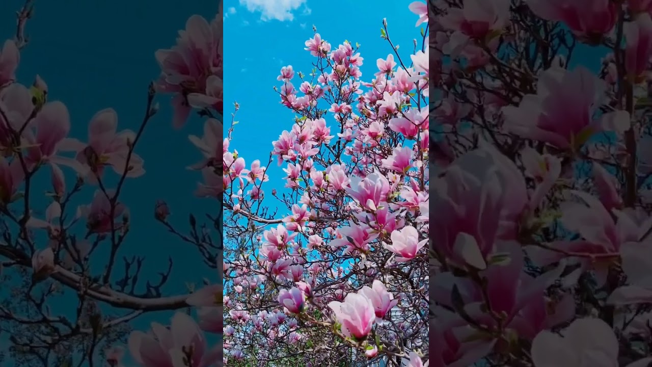 A Heavenly Symphony: Pink Magnolias Blossom against a Sky Blue Canvas