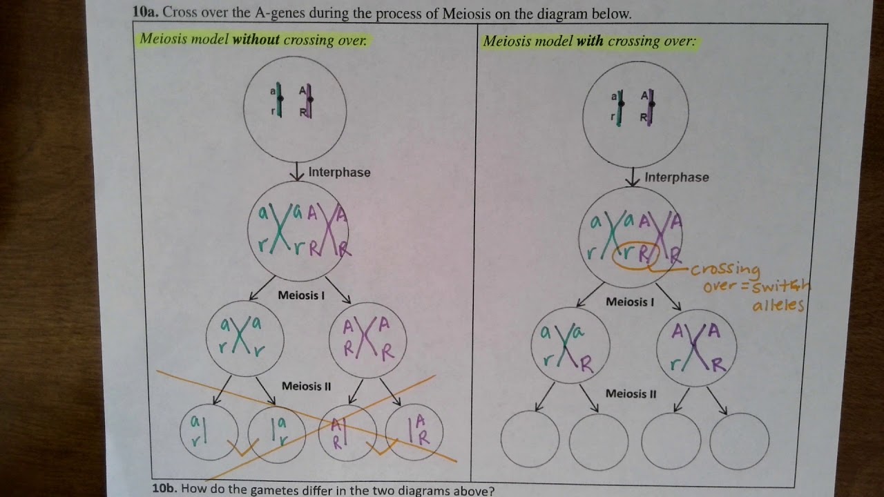 Modelling Crossing Over in Meiosis