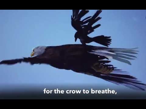 THE Story ( Eagle And Crow). Motivation Story: Strong Self Like This Eagle