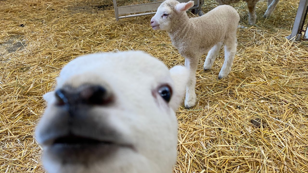Lambing 2026, a tour of lambs born so far