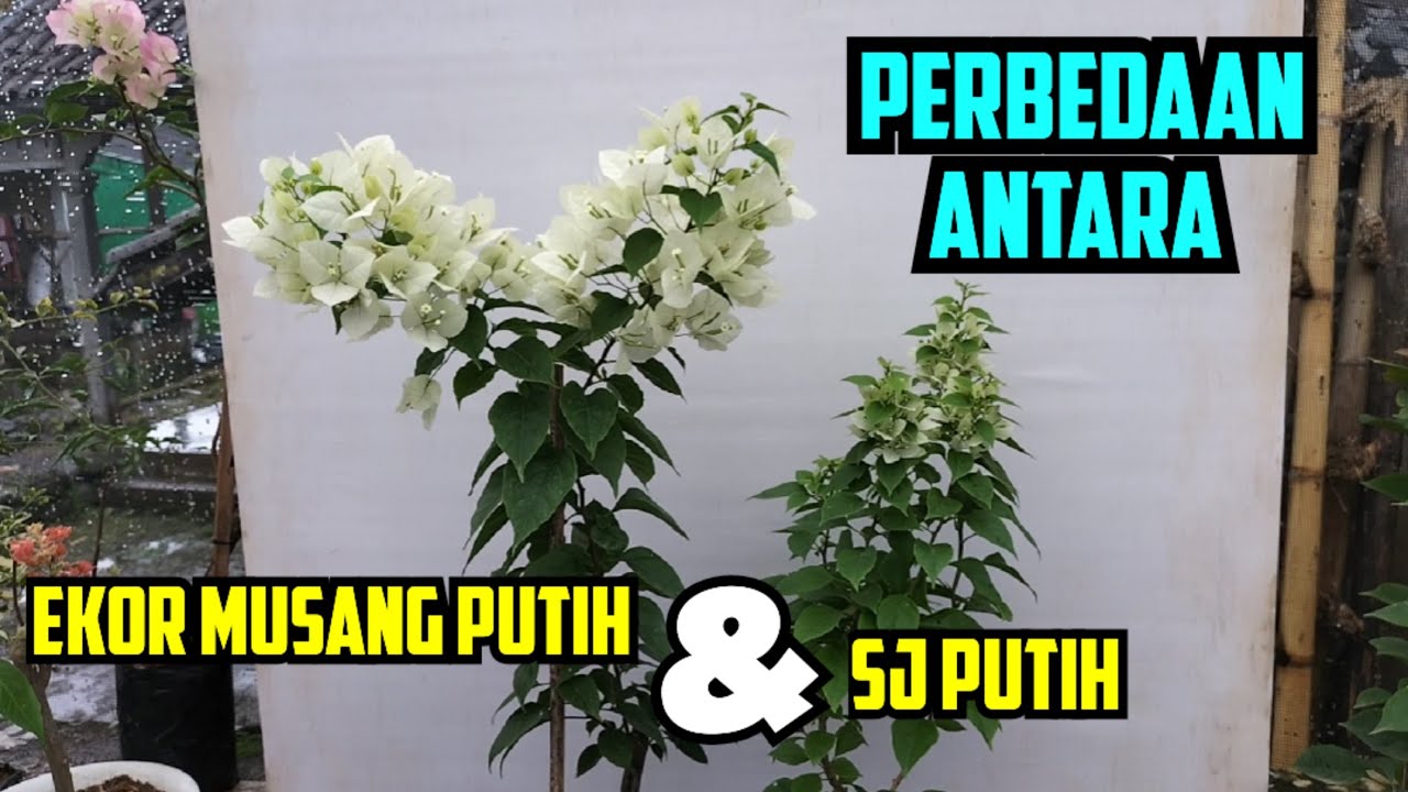 ID BOUGENVILLE EM PUTIH DAN SINGAPORE PUTIH