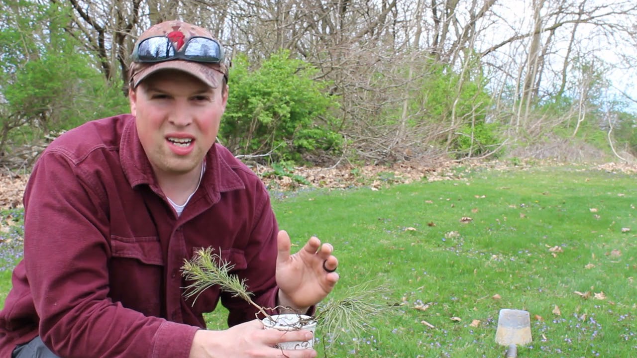 How to Plant a Tree Seedling