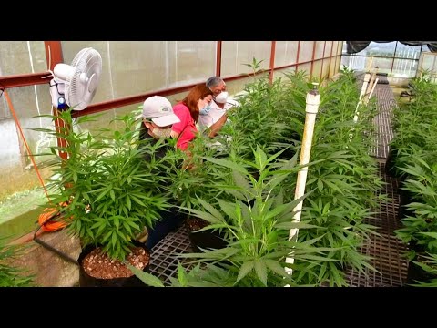 Costa Rica govt lab grows hemp as Congress discusses legalising medicinal cannabis | AFP