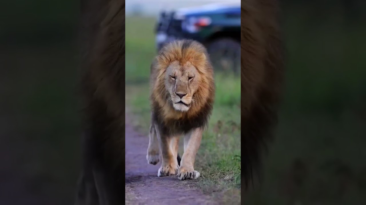 Bite Force Showdown: Meet the Top 5 Strongest Big Cats #wildanimalfacts #animals #animalfacts