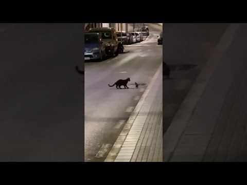 Cat vs Ninja Rat || ViralHog