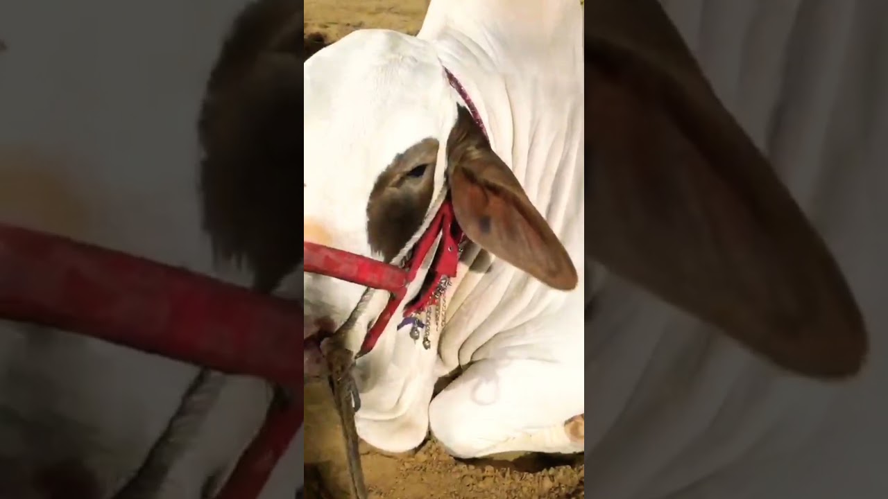 Subhan Allah Beautyfull Cow Qurbani2k25#cow #foryou #ytshorts #animals #cowlover #shortsfeed