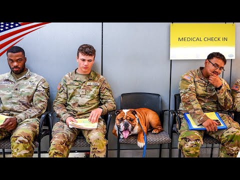 How a Bulldog Enlists in the U.S. Army