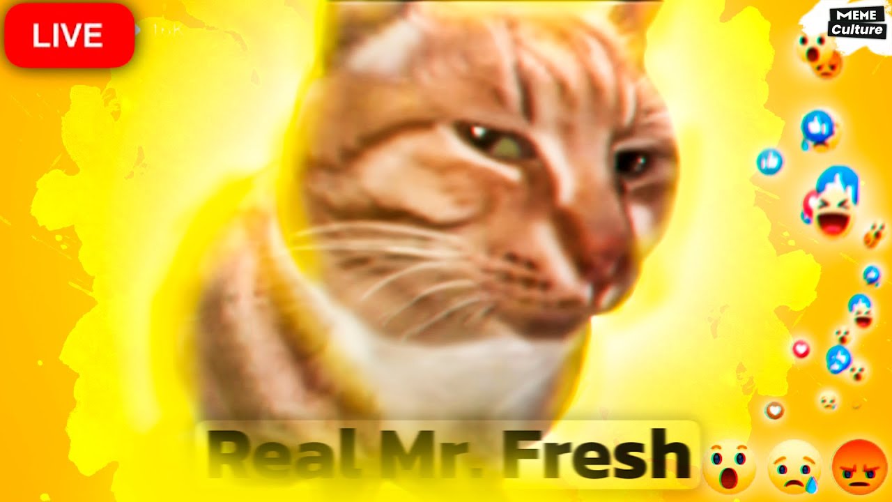 Real Mr Fresh. Side Eye Cat