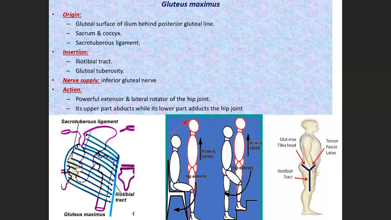 Gluteal region (PPT)