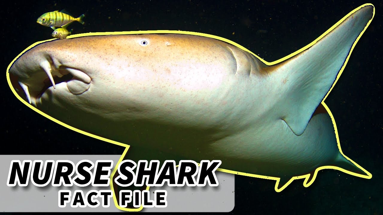 Nurse Shark Facts: why a NURSE? 🦈 Animal Fact Files
