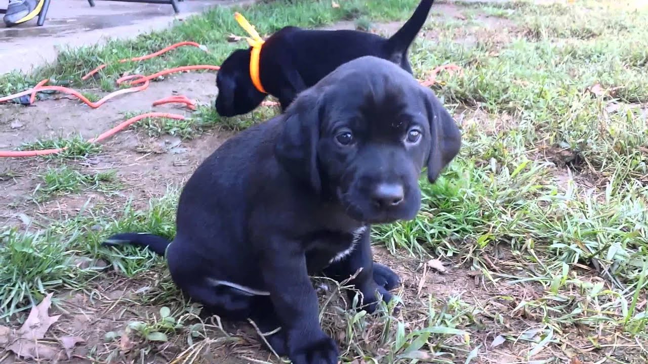 Remy! Black lab pointer puppy