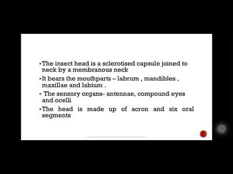 Insects: structure of head