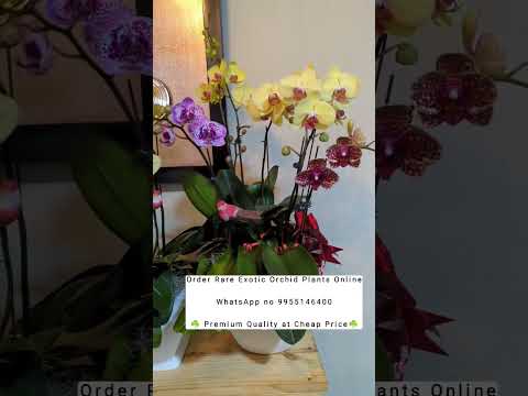 Buy Premium Rare Orchid Plants #orchidcare #flowers #phalaenopsis #dendrobium #groundorchid #shorts