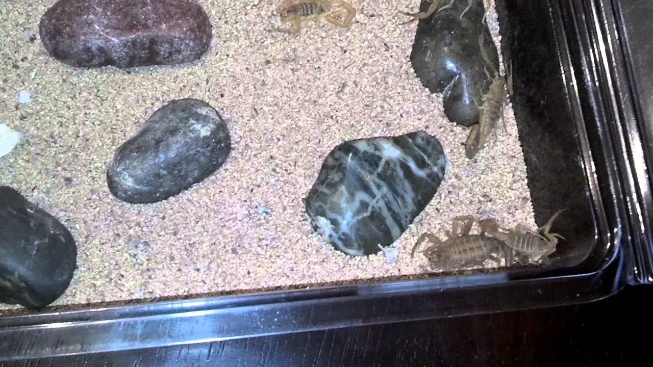 We have scorpion issues!