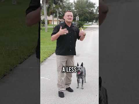 Are Smart Dogs Easier or Harder to Train?