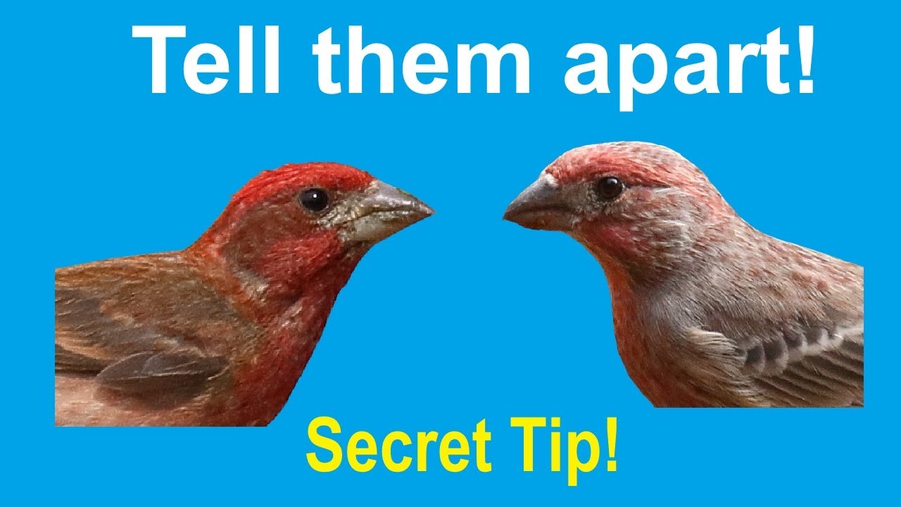 Purple Finch vs House Finch: What's the difference? Identification