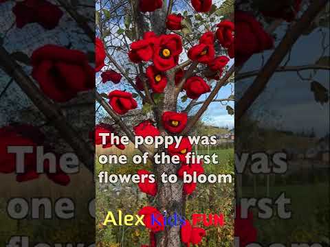 Remembrance Day Poppy