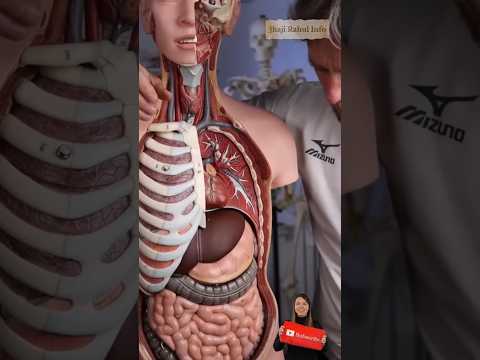 लीवर का क्या काम होता है | humen liver #shorts #shortsfeed #viralvideo #liver #liverproblem