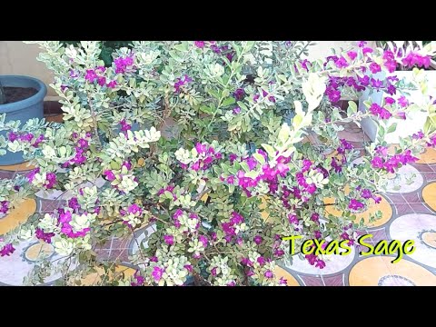 Texas sage growing care tips , Texas barometer bush, Scarlet sage, Purple sage, and Texas Silverleaf