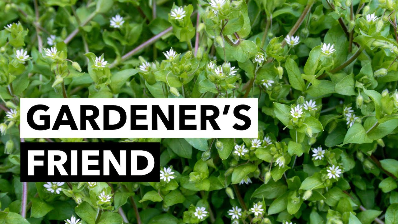 Wild Edibles with Sergei Boutenko: Chickweed–Stellaria media | Gardeners Should Know This Plant