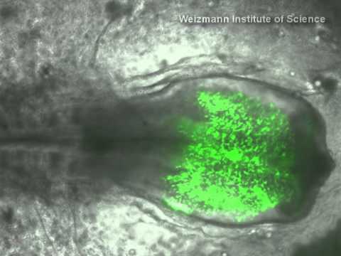 Neural Crest Cell Migration in a Chicken Embryo