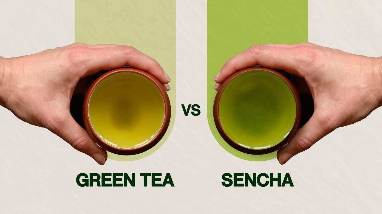 Sencha vs Green Tea - What's The Difference?